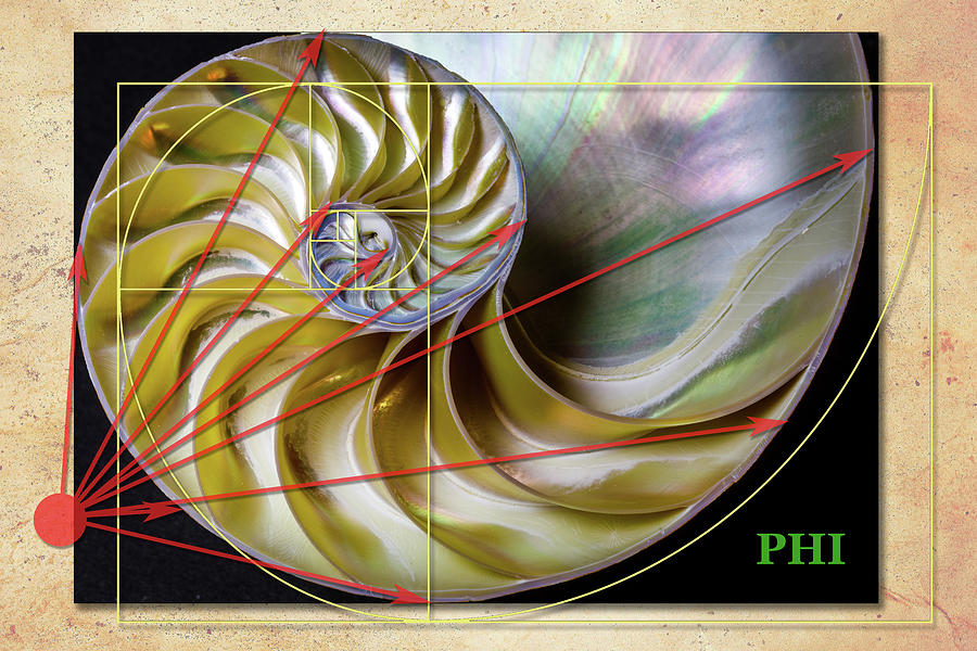 Nautilus shell 16 Photograph by Mike Penney - Fine Art America