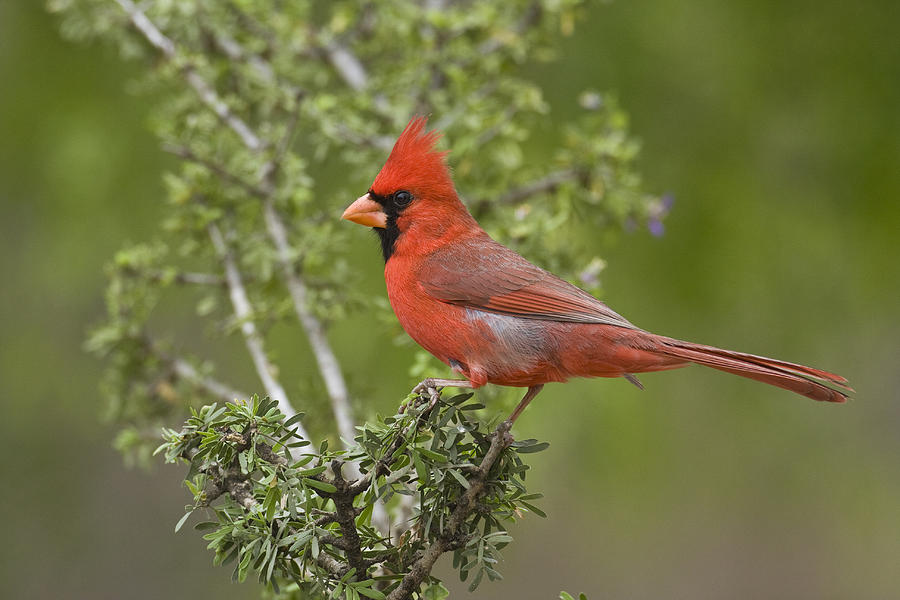 Northern Cardinal Male, Cardinalis Photograph by James Zipp - Fine Art ...