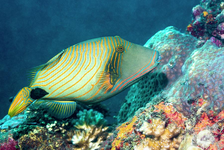 Orange-lined Triggerfish On Reef #1 Photograph by Science Photo Library ...