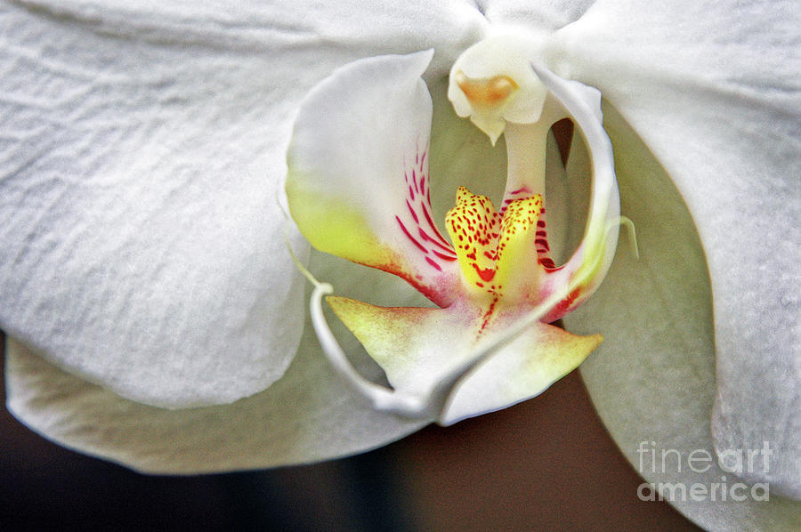 Orchid Beauty Detail Photograph By Michael Ziegler Fine Art America