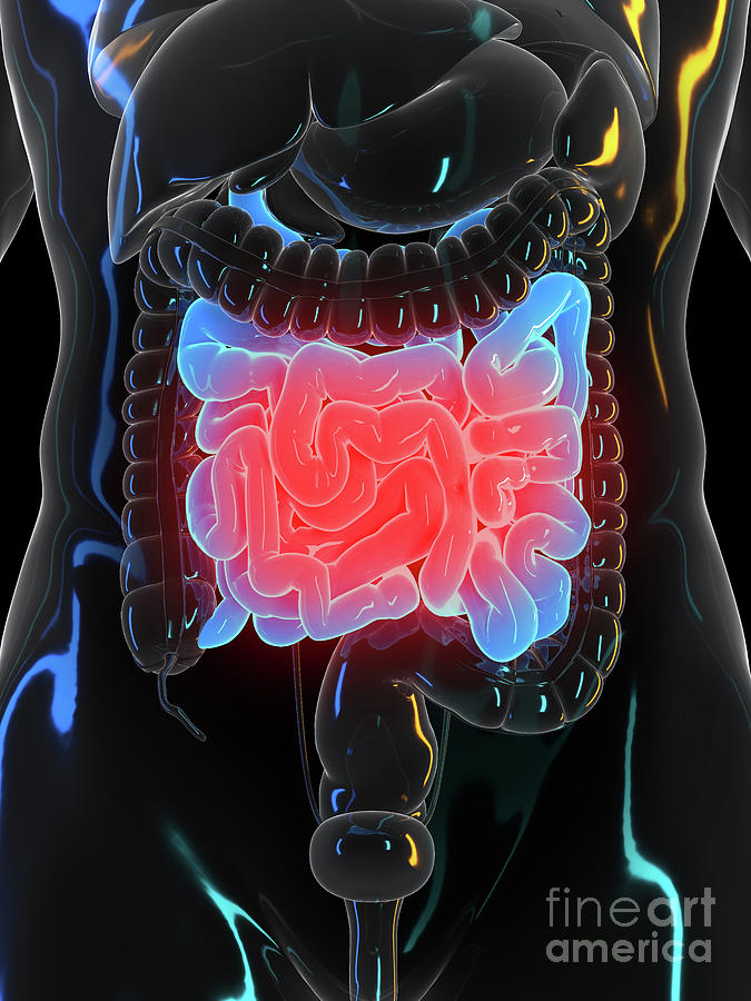 Painful Small Intestine Photograph by Sebastian Kaulitzki/science Photo ...