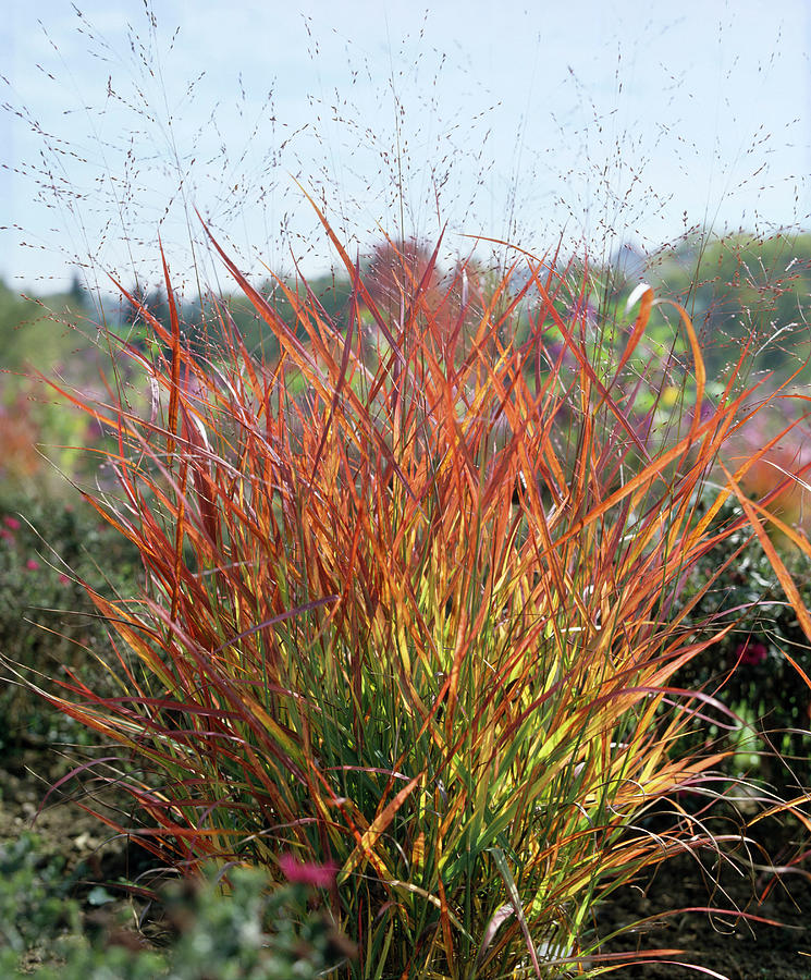Panicum Virgatum 'rehbraun' Photograph by Friedrich Strauss - Fine Art ...