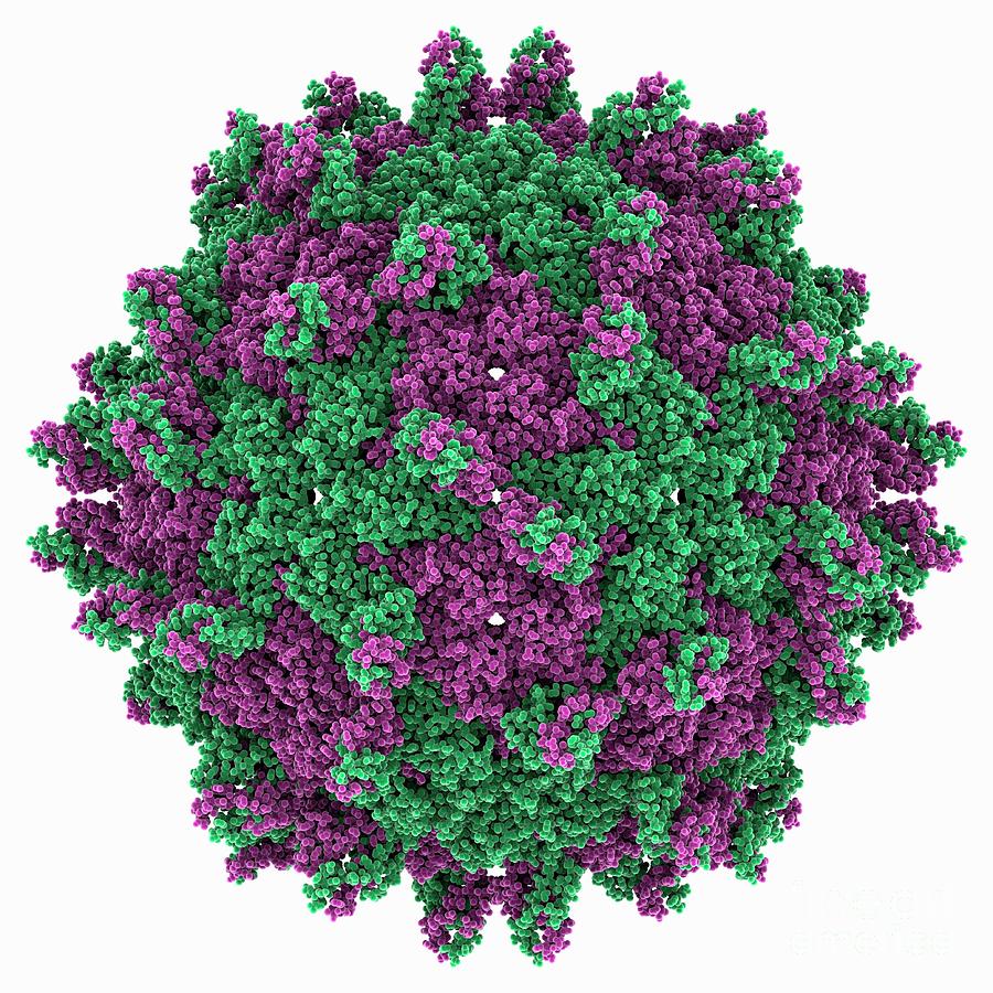Pepper Cryptic Virus 1 Capsid Photograph by Laguna Design/science Photo Library - Pixels