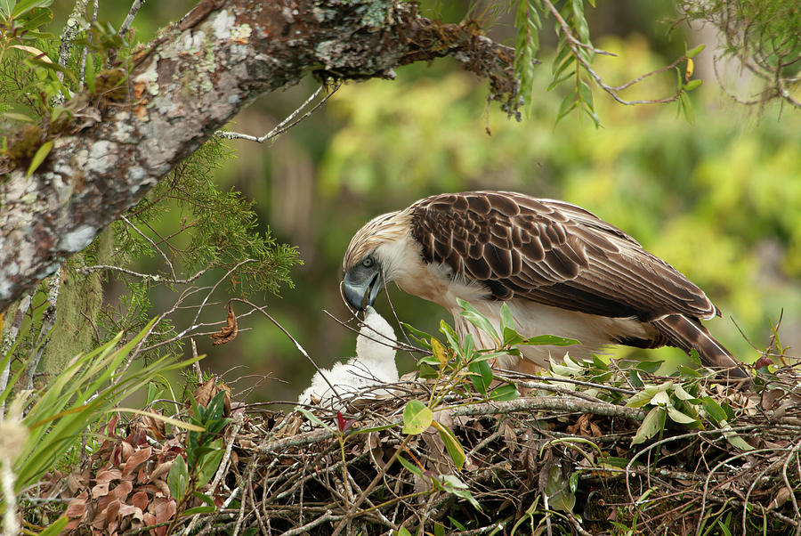 Philippine Eagle Female Feeding Flesh To Chick In Nest #1 Photograph by ...