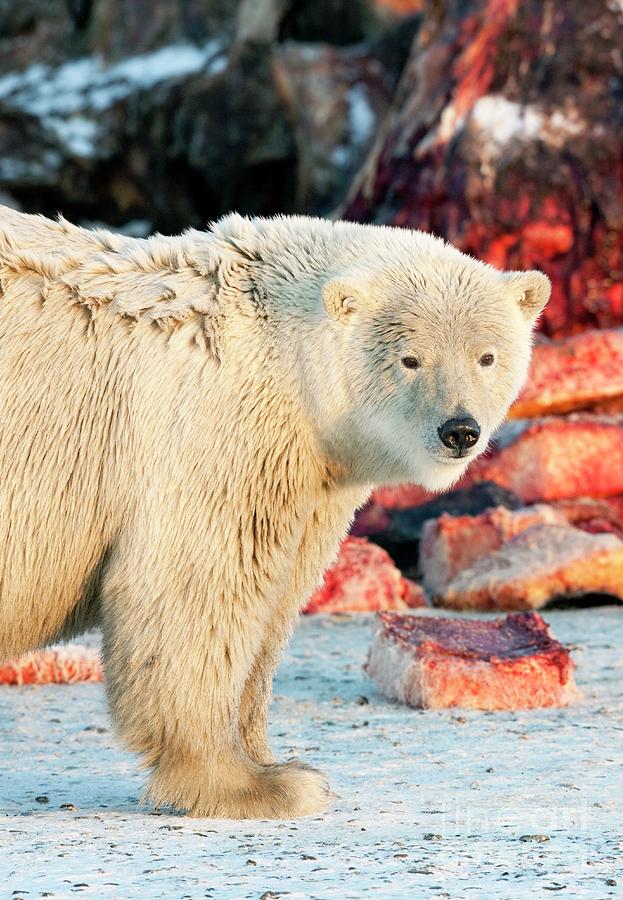 Polar Bear Feeding On Whale Meat #1 by Science Photo Library