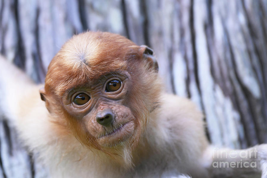 Proboscis Monkey Photograph by Dr P. Marazzi/science Photo Library | Pixels