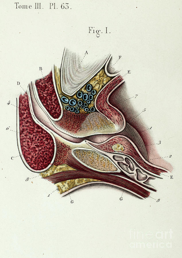 Prostate Anatomy Photograph By Science Photo Library Pixels