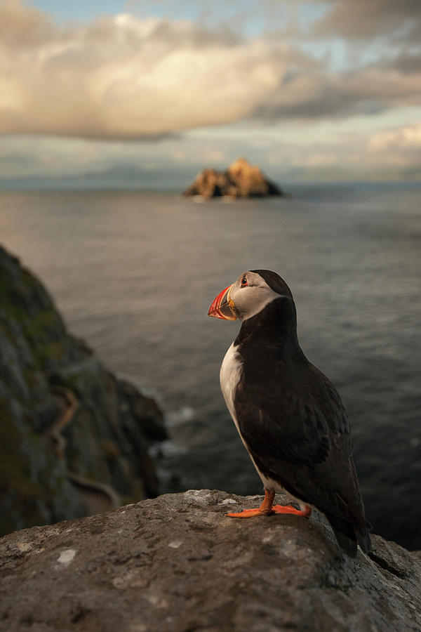 Puffin Roosting On Cliffs Digital Art by George Karbus Photography