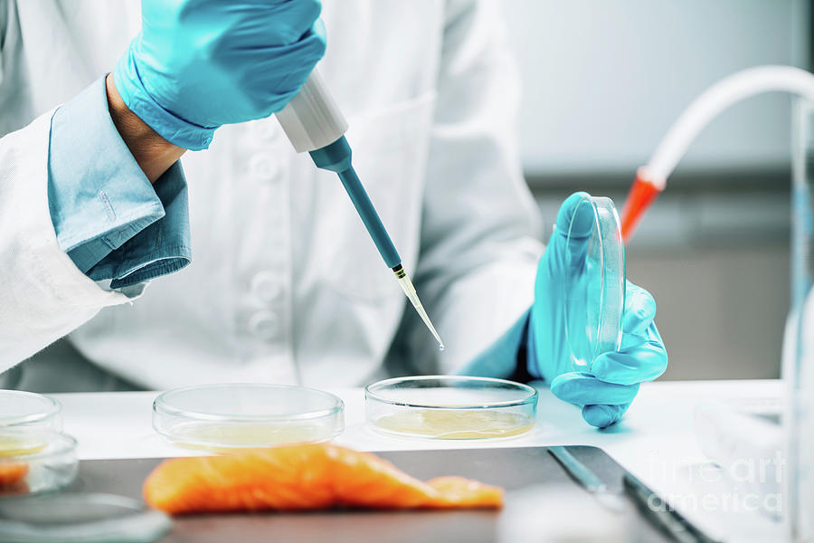 Quality Control Inspector Testing Fish Sample Photograph by Microgen ...