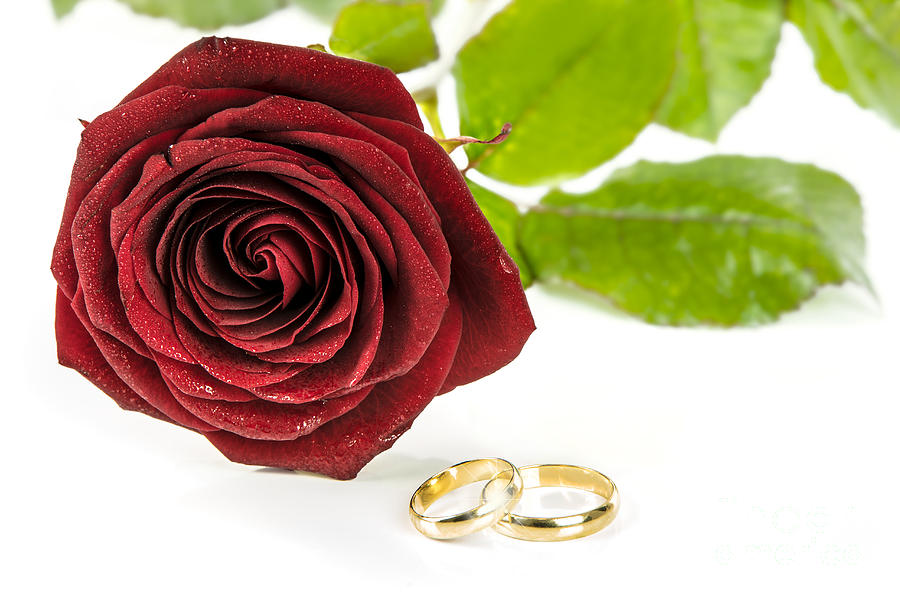 Red rose and two wedding rings Photograph by Wdnet Studio - Fine Art ...