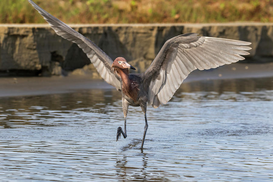 Reddish Egret Hunting With Open Wings Photograph By Ivan Kuzmin Fine