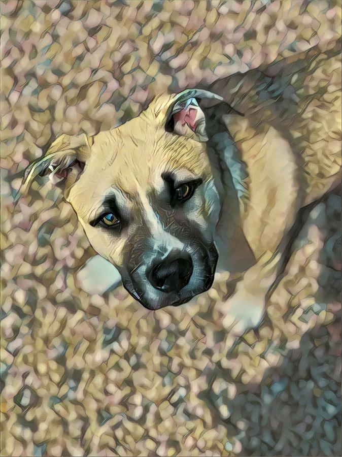 The face of a rescue dog Digital Art by Millbilly Art - Fine Art America