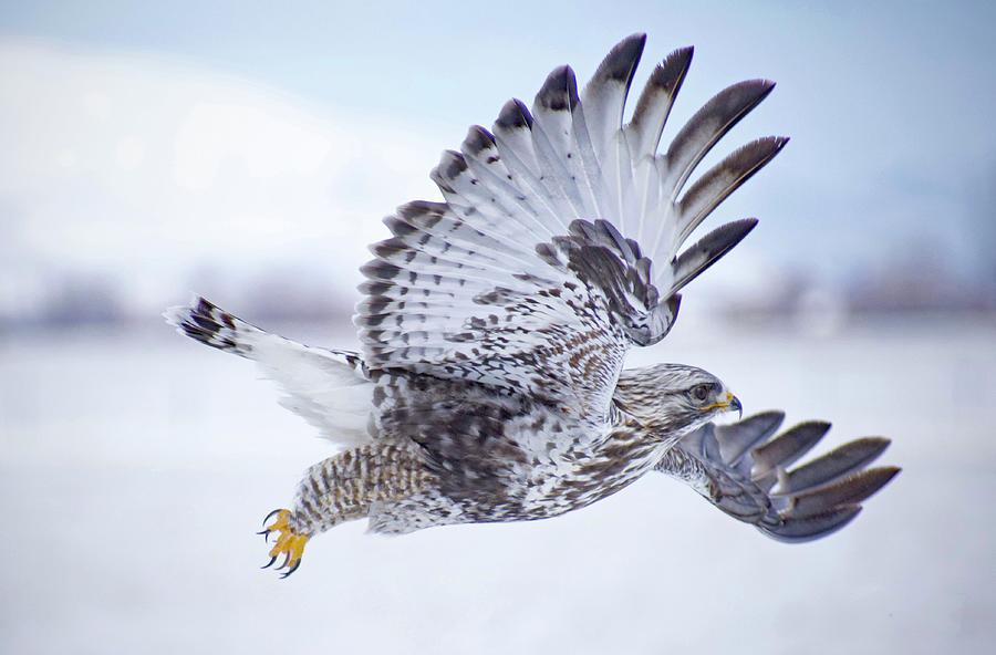 Rough Legged Hawk #1 Digital Art by Troy Wright - Pixels