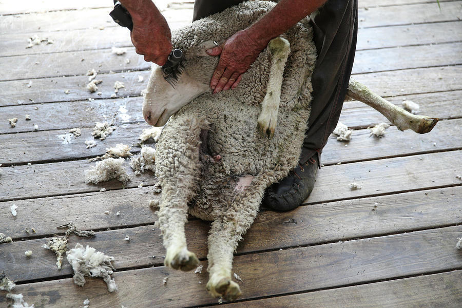 Sheep Are Sheared on a Farm Following Photograph by Loren Elliott | Pixels