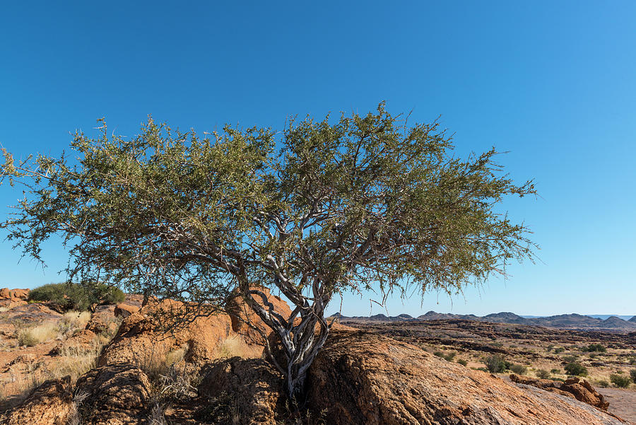 Shepherd's Tree (boscia Albitrunca) Photograph by Roger De La Harpe ...