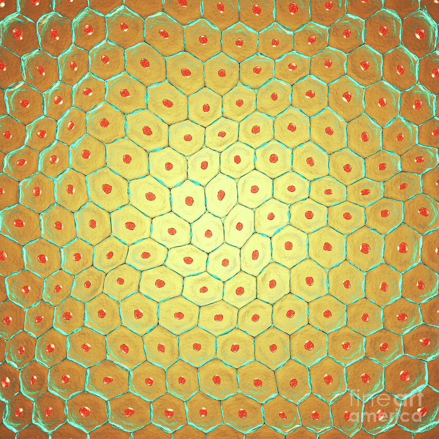 Skin Cells Photograph by Nobeastsofierce/science Photo Library - Fine ...