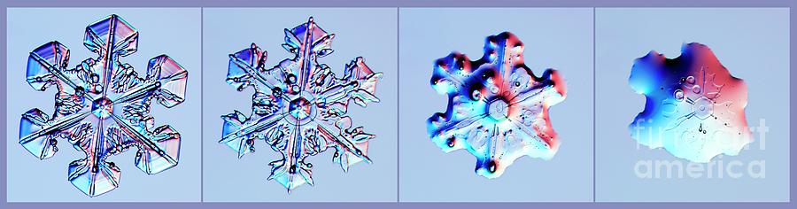 Snowflake Melt Sequence Photograph by Kenneth Libbrecht/science Photo ...