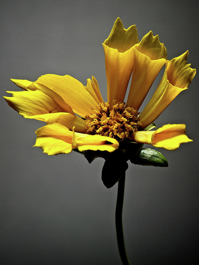 Studio Flowers X Photograph by James Mcloughlin - Fine Art America