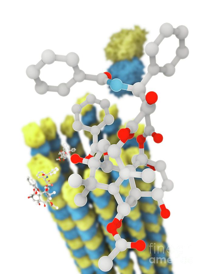 Taxol And Microtubule Molecules Photograph by Ramon Andrade 3dciencia/science Photo Library ...