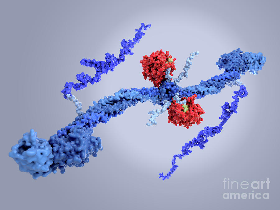 Thrombin Complexed With Fibrinogen Photograph by Juan Gaertner/science ...