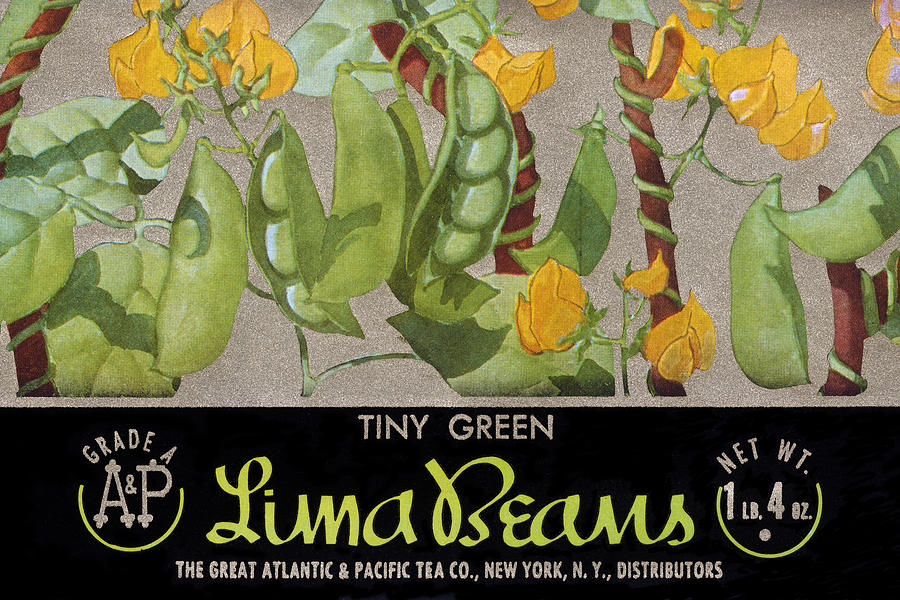 Tiny Green Lima Beans Painting by Unknown - Fine Art America