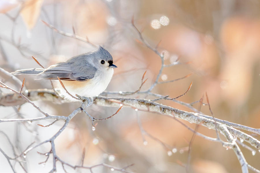 Tufted Titmouse 3 Photograph By Mike Timmons Pixels