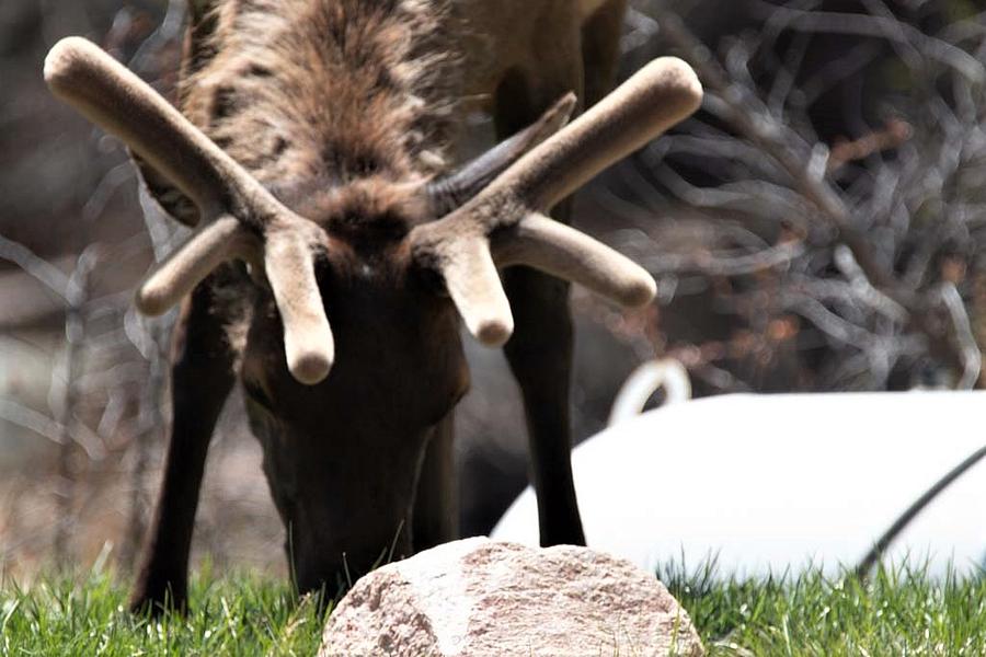 Velvet Antlers Photograph by Pauline Motis | Fine Art America