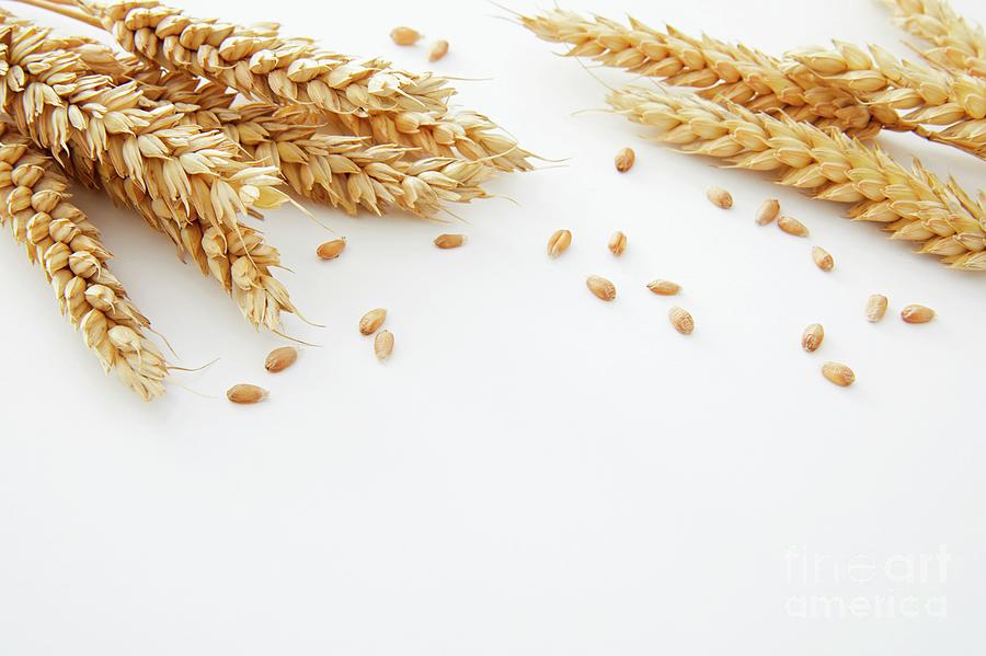 Wheat Photograph by Science Photo Library - Fine Art America