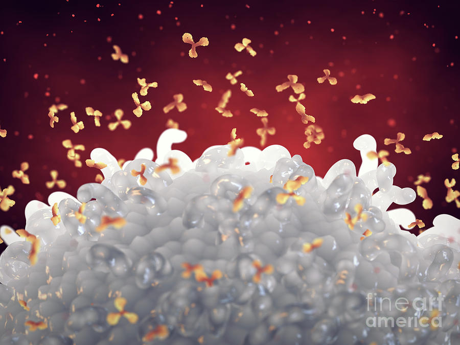 White Blood Cells And Antibodies #1 by Science Photo Library