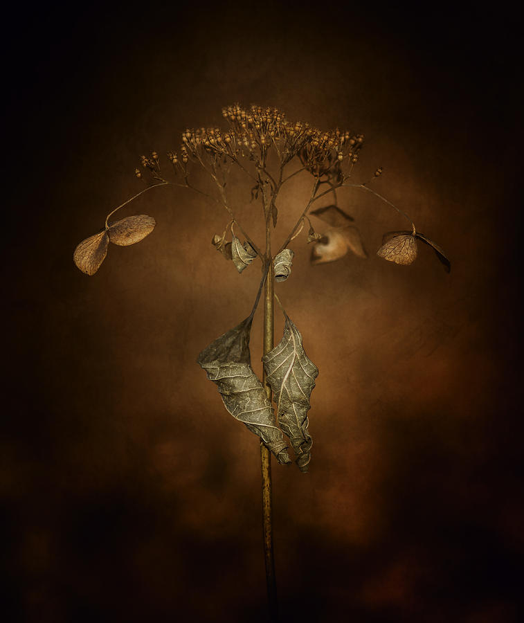 Withe Hydrangea Photograph by Takashi Suzuki - Pixels