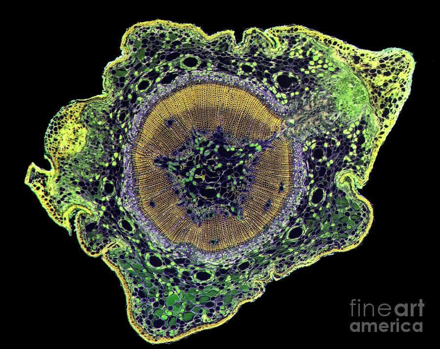 Young Pine Tree Stem Photograph by Steve Gschmeissner/science Photo ...