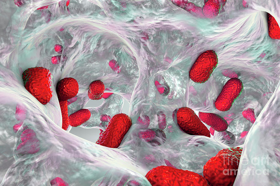 Acinetobacter Baumannii Bacteria Photograph by Kateryna Kon/science ... Acinetobacter Baumannii Bacteria Photograph by Kateryna Kon/science ...