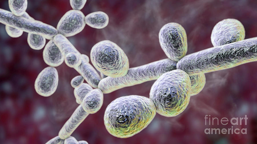 Candida Tropicalis Yeasts #10 by Science Photo Library