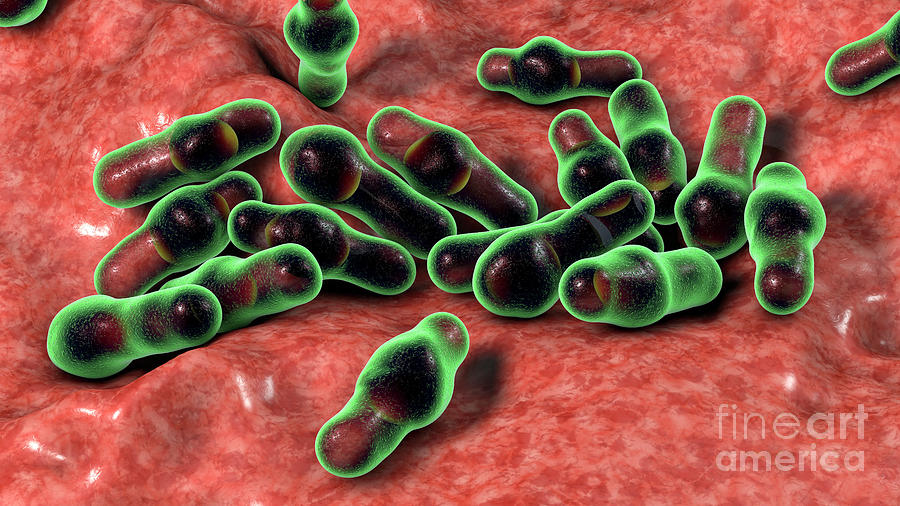 Clostridium Bacteria Photograph By Kateryna Konscience Photo Library Fine Art America