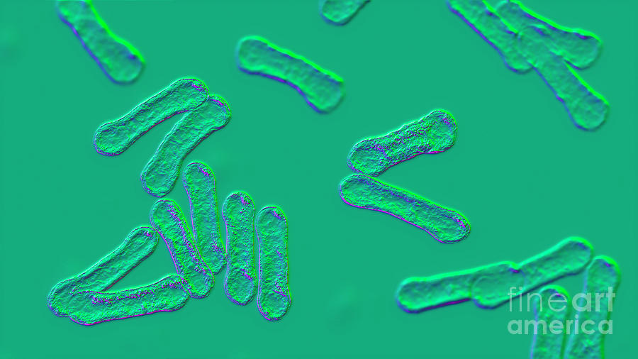 Diphtheria Bacteria Shape
