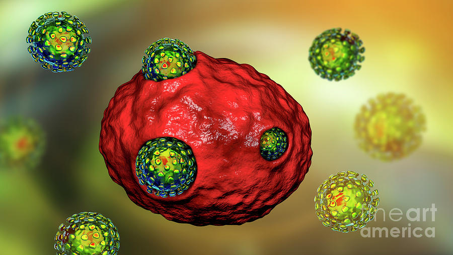 Covid-19 Coronaviruses Infecting Human Cells Photograph by Kateryna Kon/science Photo Library ...