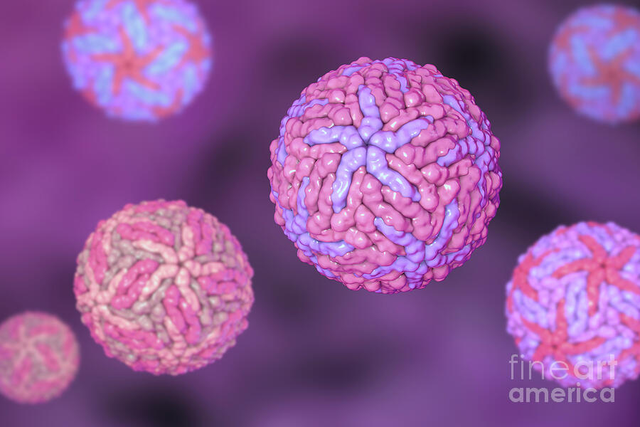 Dengue Viruses #10 by Kateryna Kon/science Photo Library