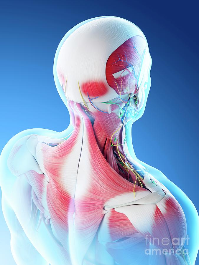 Male Back Muscles Photograph by Sebastian Kaulitzki/science Photo ...