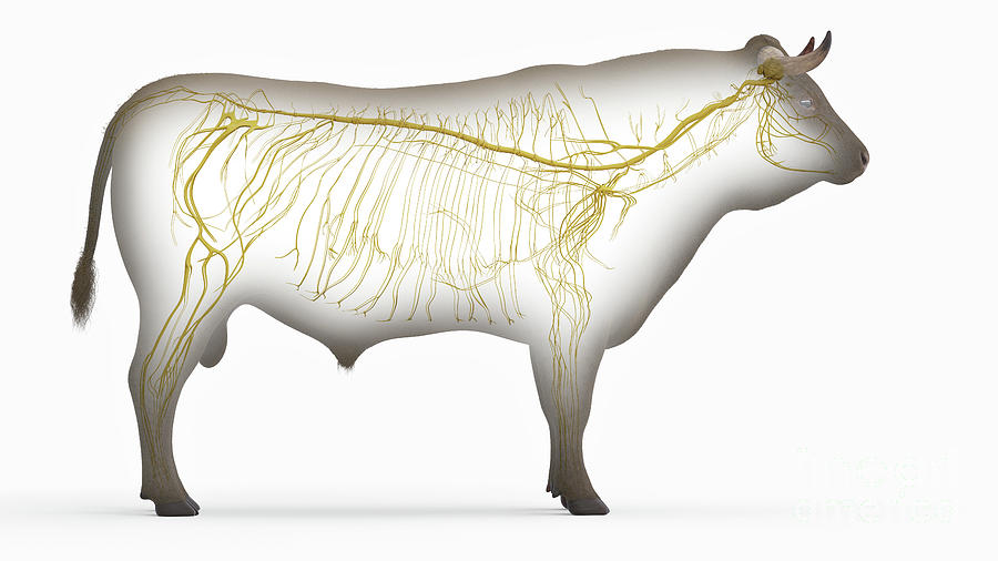 Cattle Nervous System Photograph by Sebastian Kaulitzki/science Photo ...