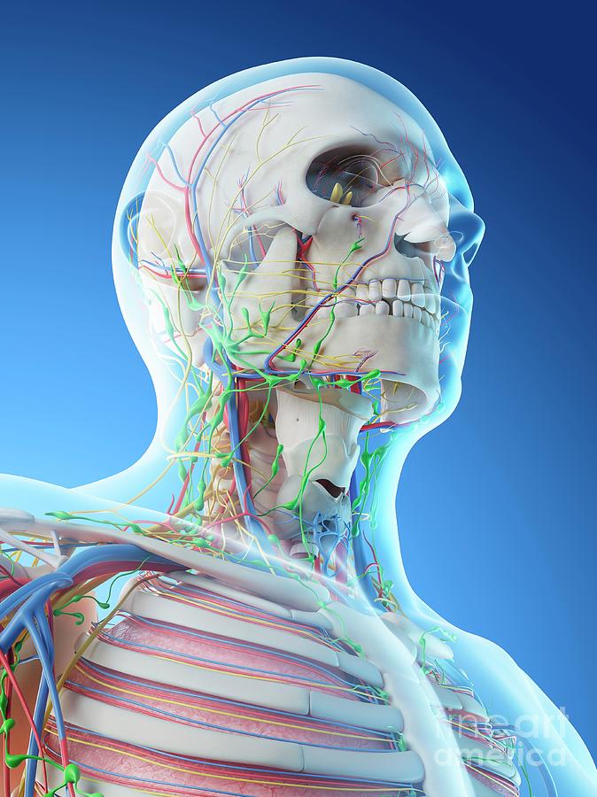 Head And Neck Anatomy Photograph by Sebastian Kaulitzki/science Photo ...