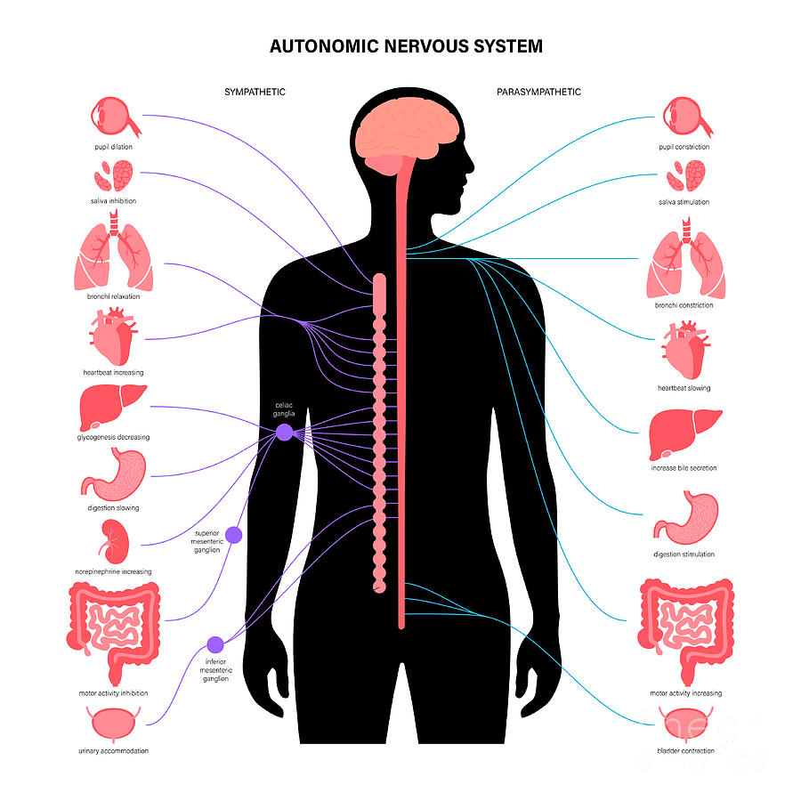 Autonomic Nervous System Photograph by Pikovit / Science Photo Library ... Autonomic Nervous System Photograph by Pikovit / Science Photo Library ...
