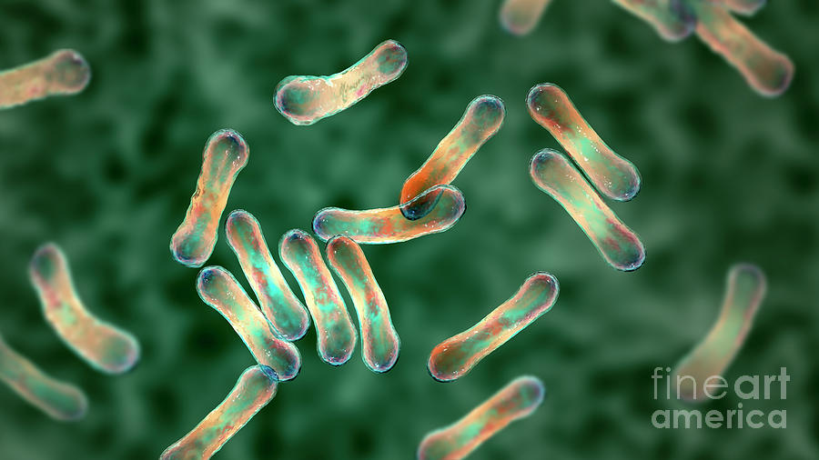 Corynebacterium Diphtheriae Photograph by Kateryna Kon/science Photo ... Corynebacterium Diphtheriae Photograph by Kateryna Kon/science Photo ...