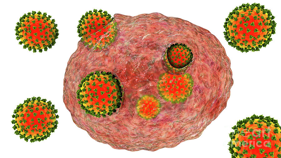 Covid-19 Coronaviruses Infecting Human Cells #12 Photograph by Kateryna Kon/science Photo ...