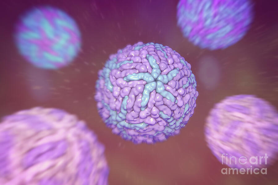 Dengue Viruses #12 by Kateryna Kon/science Photo Library