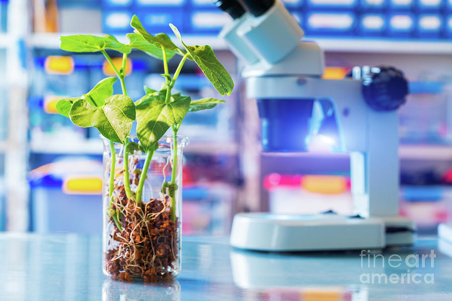 Plant Research Photograph by Wladimir Bulgar/science Photo Library - Pixels