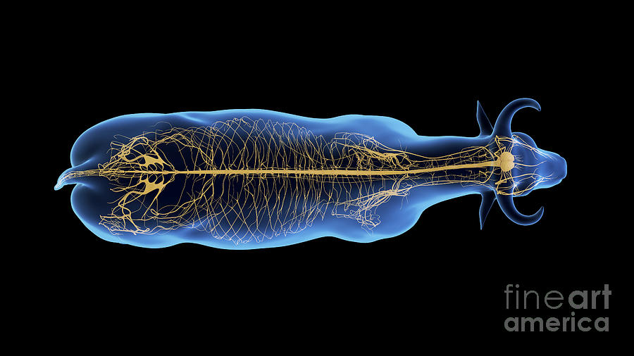Cattle Nervous System Photograph by Sebastian Kaulitzki/science Photo ...
