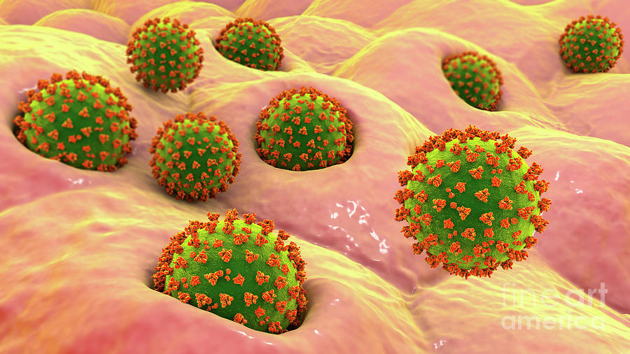 Covid-19 Coronaviruses Infecting Human Cells Photograph by Kateryna Kon/science Photo Library ...