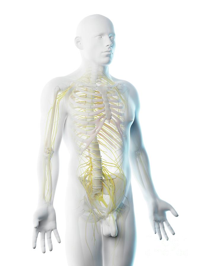 Male Nervous System Photograph By Sebastian Kaulitzki Science Photo