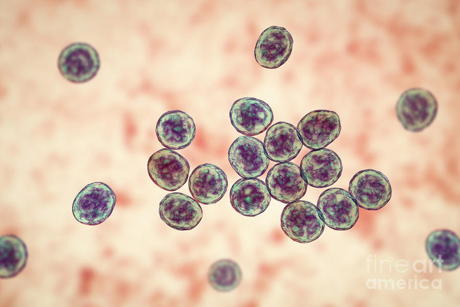 Mrsa Bacteria Under Microscope