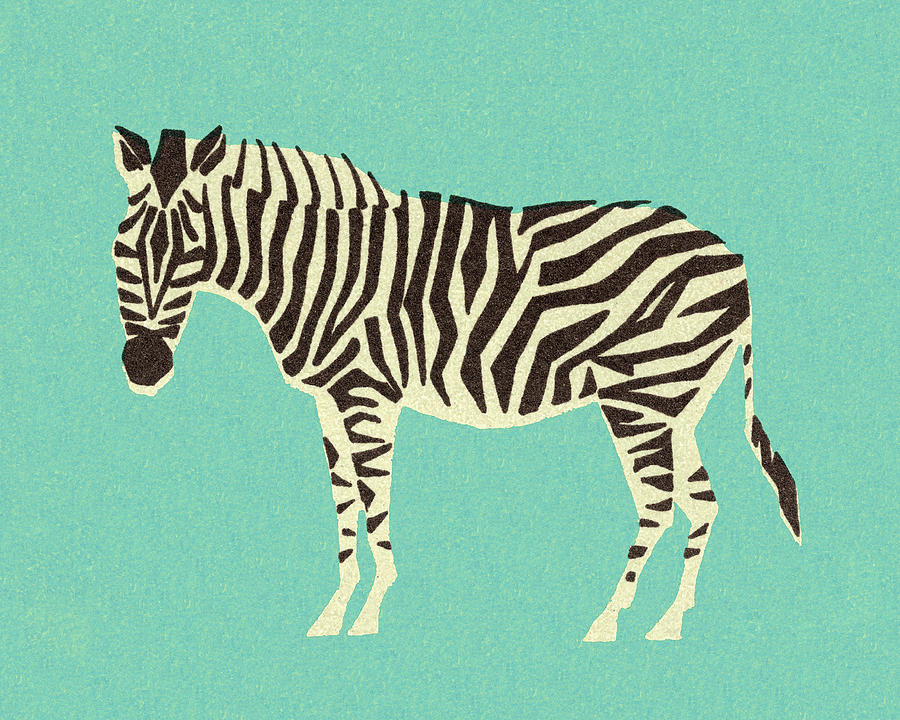 Zebra #13 Drawing by CSA Images - Pixels Merch
